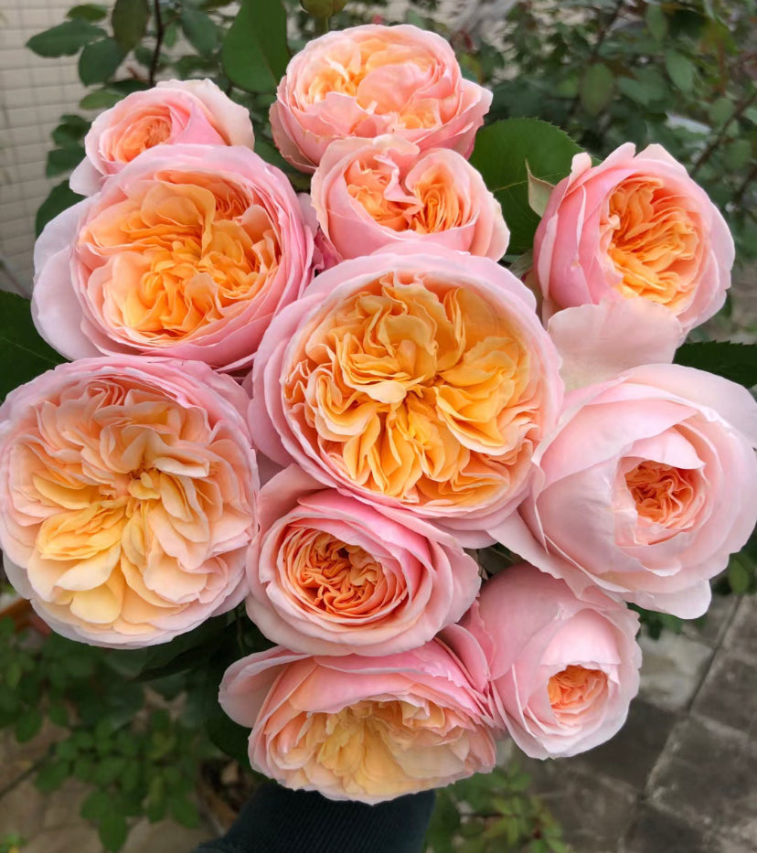 All rose – Page 2 – Huniu Rose Garden