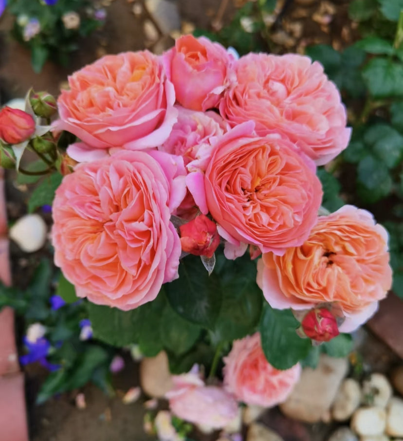 New! Germany Tantau Mary Ann strong fragrance – Huniu Rose Garden